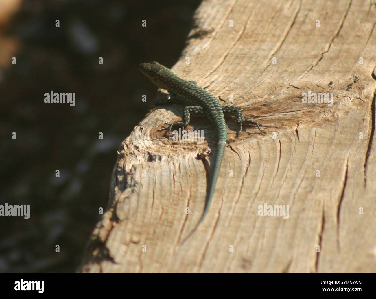 Pelasgian hi-res stock photography and images - Alamy