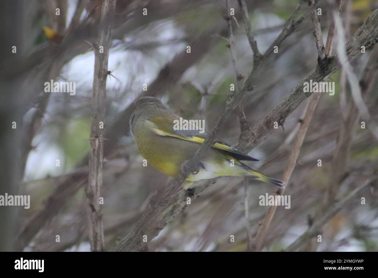 European Greenfinch (Chloris chloris Stock Photo - Alamy