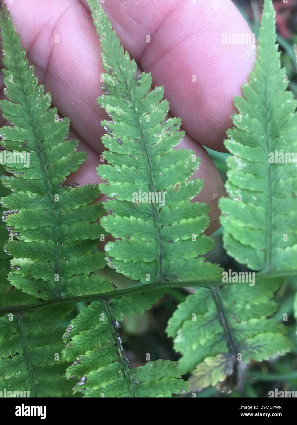 southern lady fern (Athyrium asplenioides Stock Photo - Alamy
