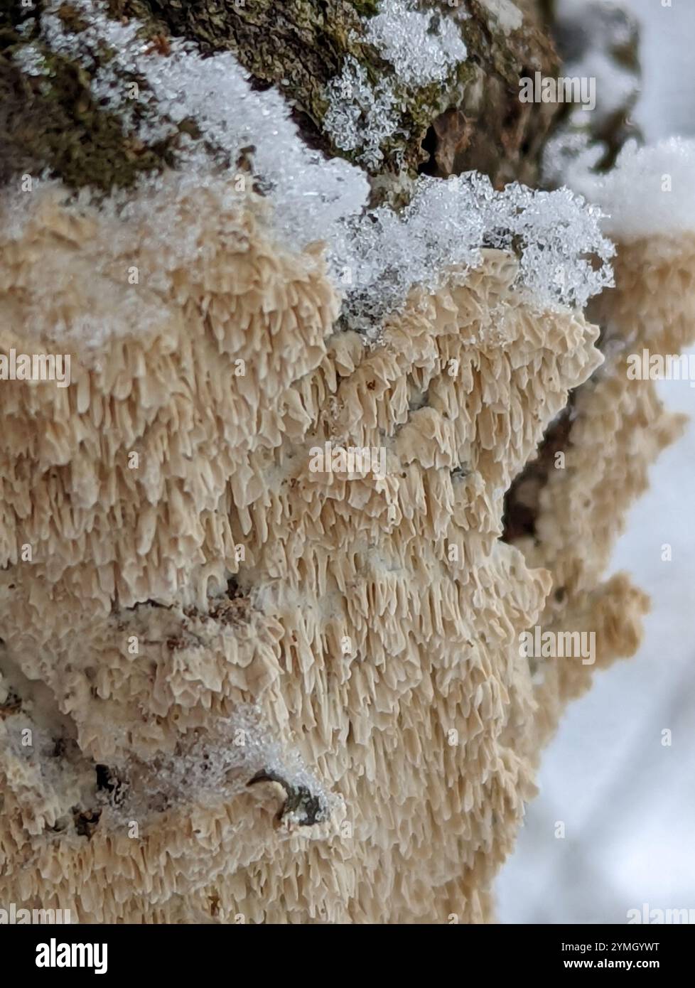 Milk-white Toothed Polypore (Irpex lacteus Stock Photo - Alamy