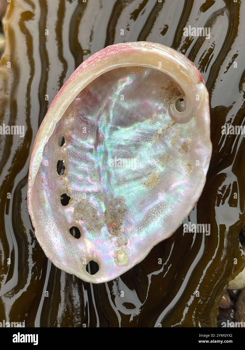 Pinto Abalone (Haliotis kamtschatkana Stock Photo - Alamy