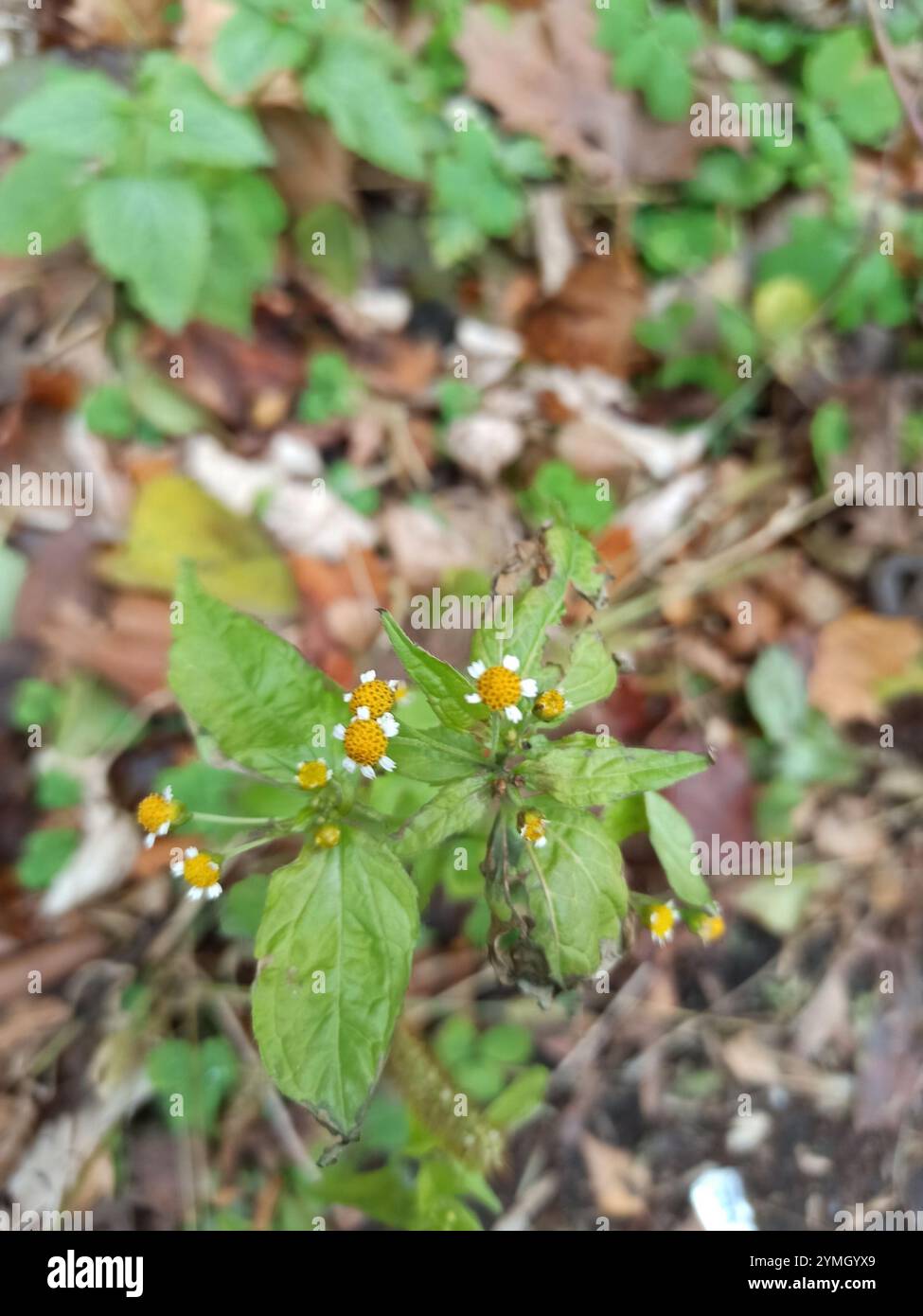 Gallant Soldier (Galinsoga parviflora Stock Photo - Alamy