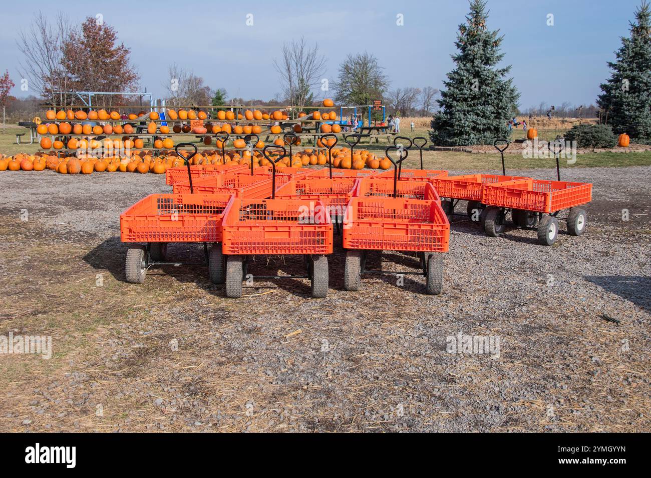 Wagons and pumpkins at Warner Ranch and Pumpkin Farm on Schisler Road ...