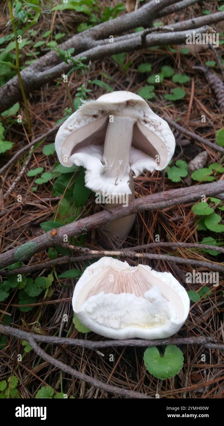 Yellow Stainer (Agaricus xanthodermus Stock Photo - Alamy