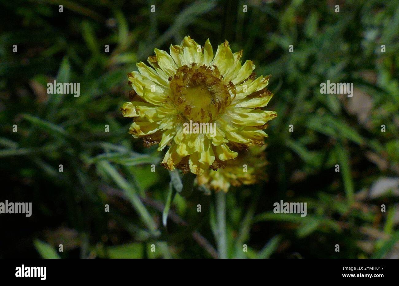 button everlasting (Coronidium scorpioides Stock Photo - Alamy
