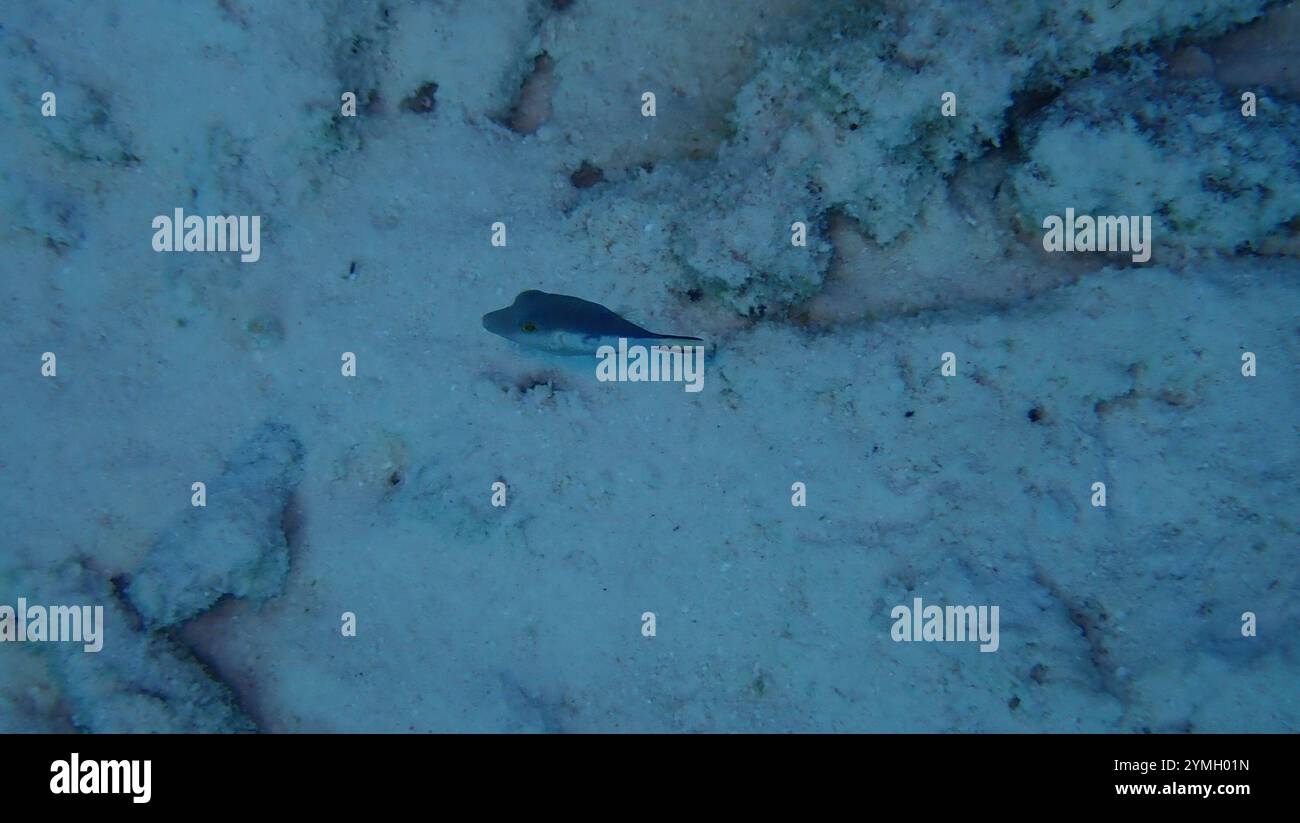 Caribbean Sharpnose Puffer (Canthigaster rostrata Stock Photo - Alamy