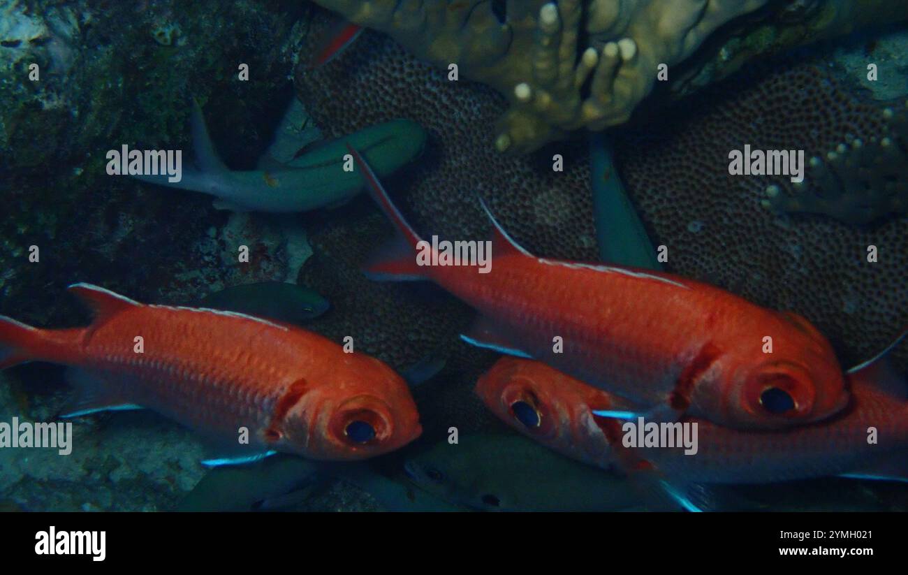 Blackbar Soldierfish (Myripristis jacobus Stock Photo - Alamy