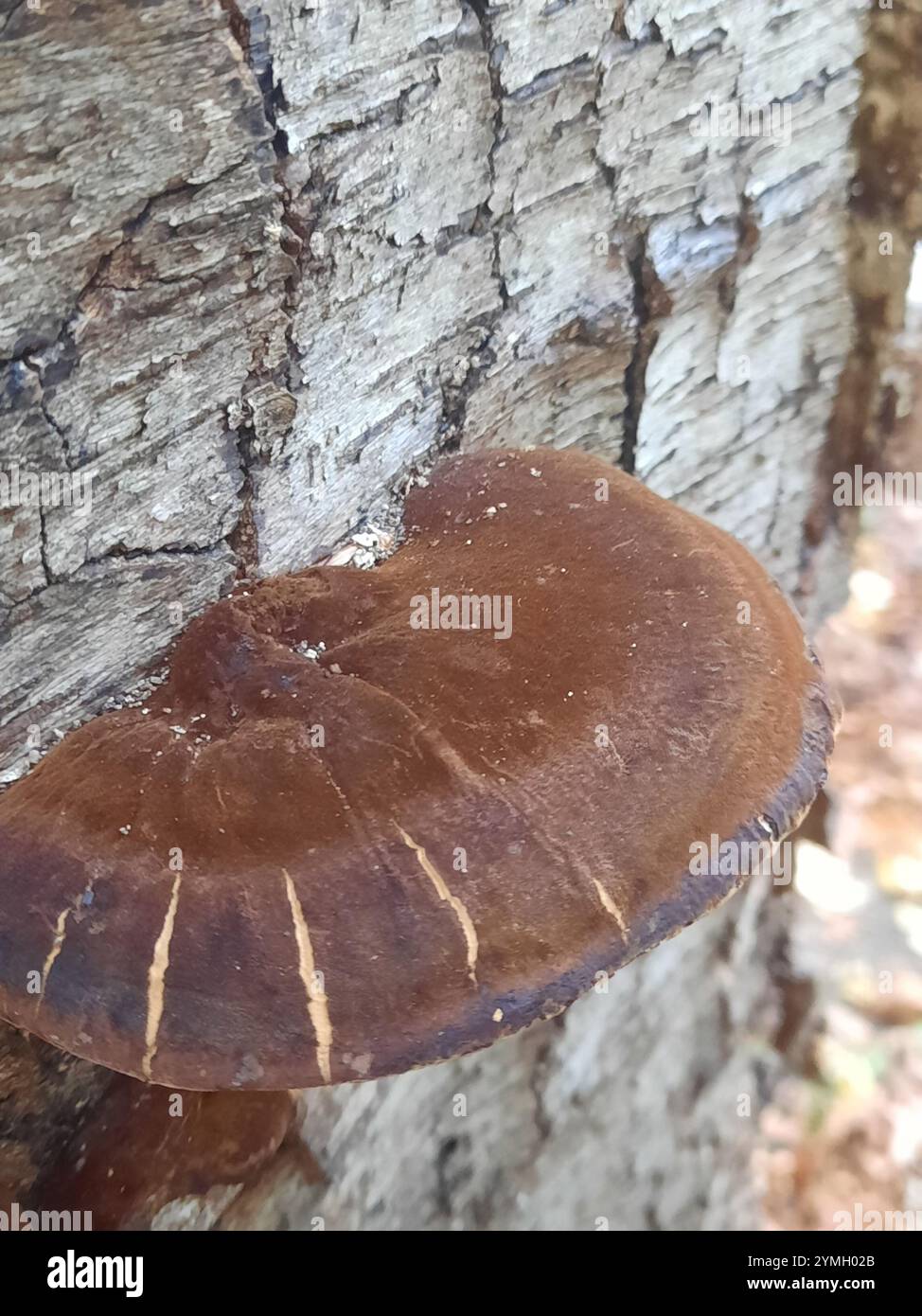 Resinous Polypore (Ischnoderma resinosum Stock Photo - Alamy
