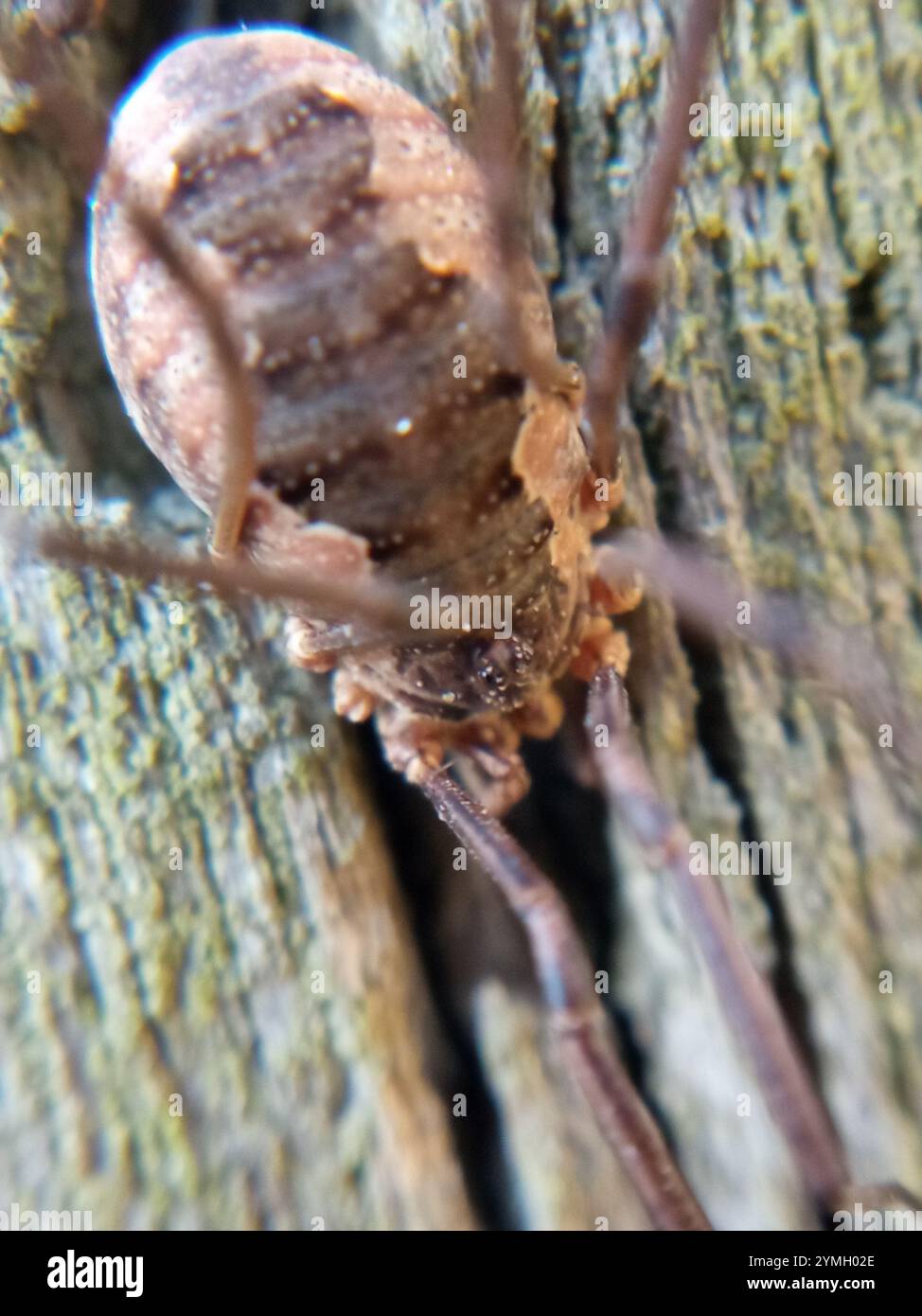 European Harvestman (Phalangium opilio Stock Photo - Alamy