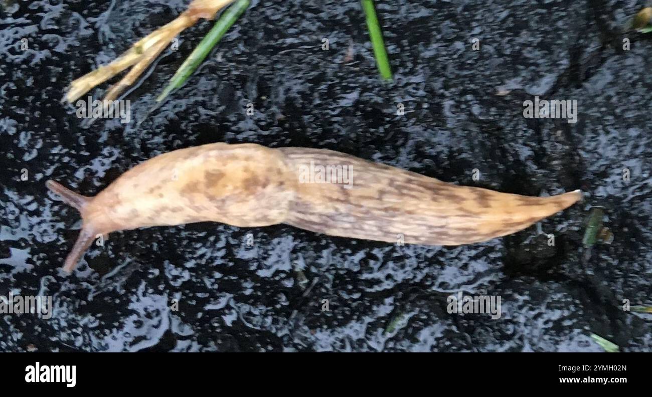 Milky Slug (Deroceras reticulatum Stock Photo - Alamy