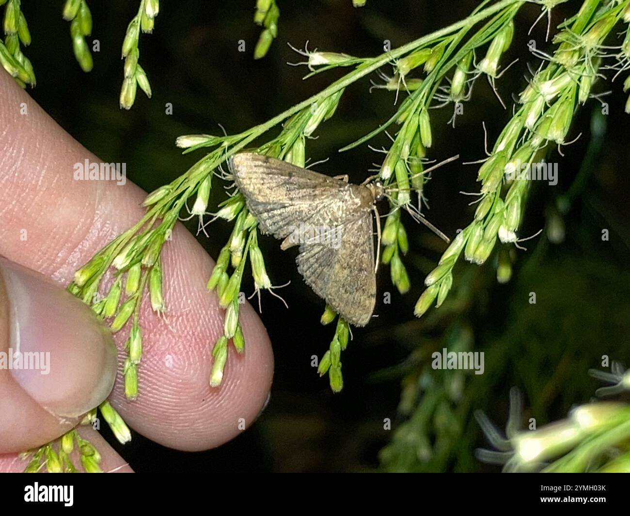 Herpetogramma hi-res stock photography and images - Alamy