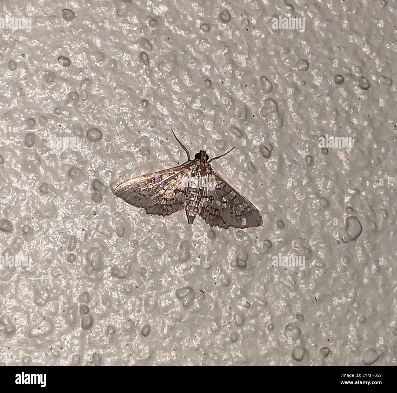 Stained-glass Moth (Samea castellalis Stock Photo - Alamy