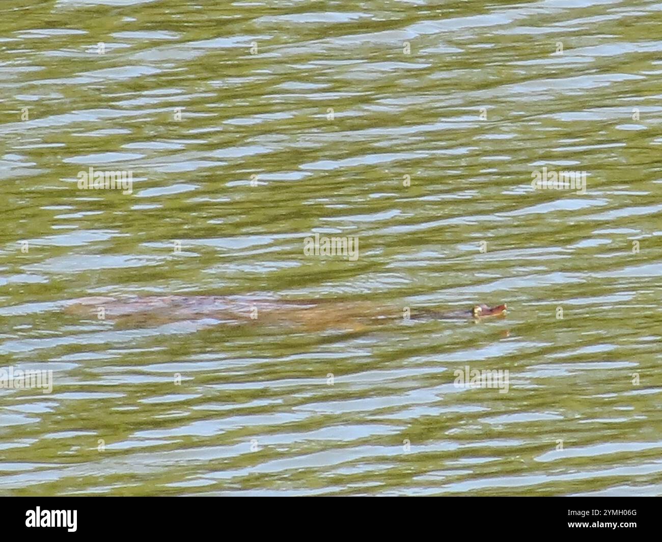 Florida Softshell Turtle (Apalone ferox Stock Photo - Alamy