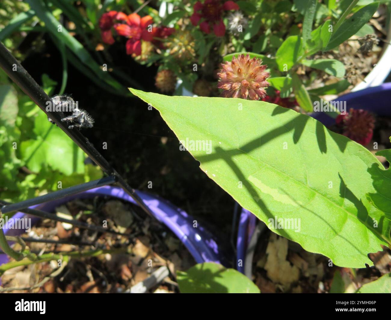 Regal Jumping Spider (Phidippus regius Stock Photo - Alamy