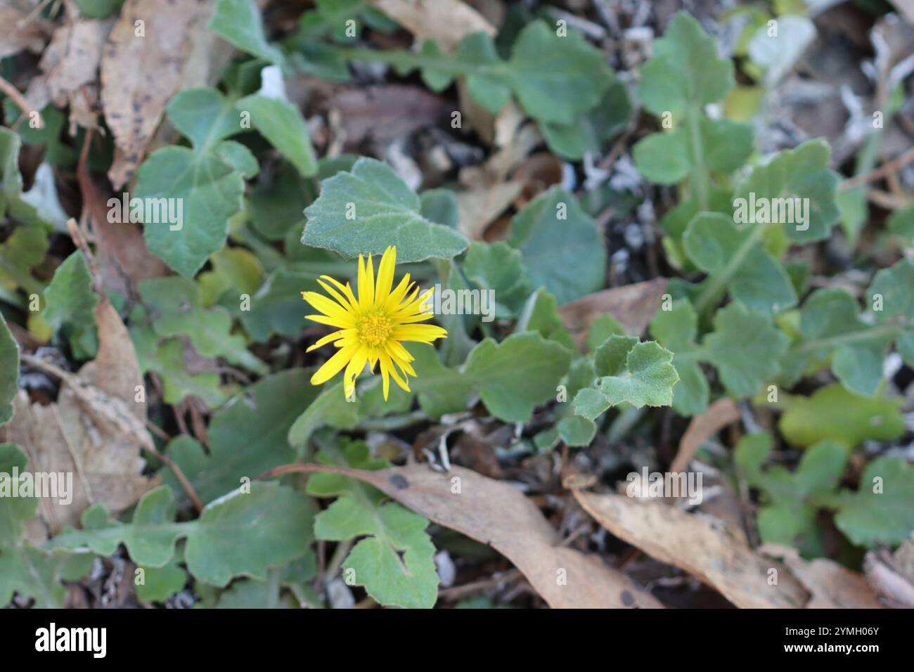 Prostrate Capeweed (Arctotheca prostrata Stock Photo - Alamy