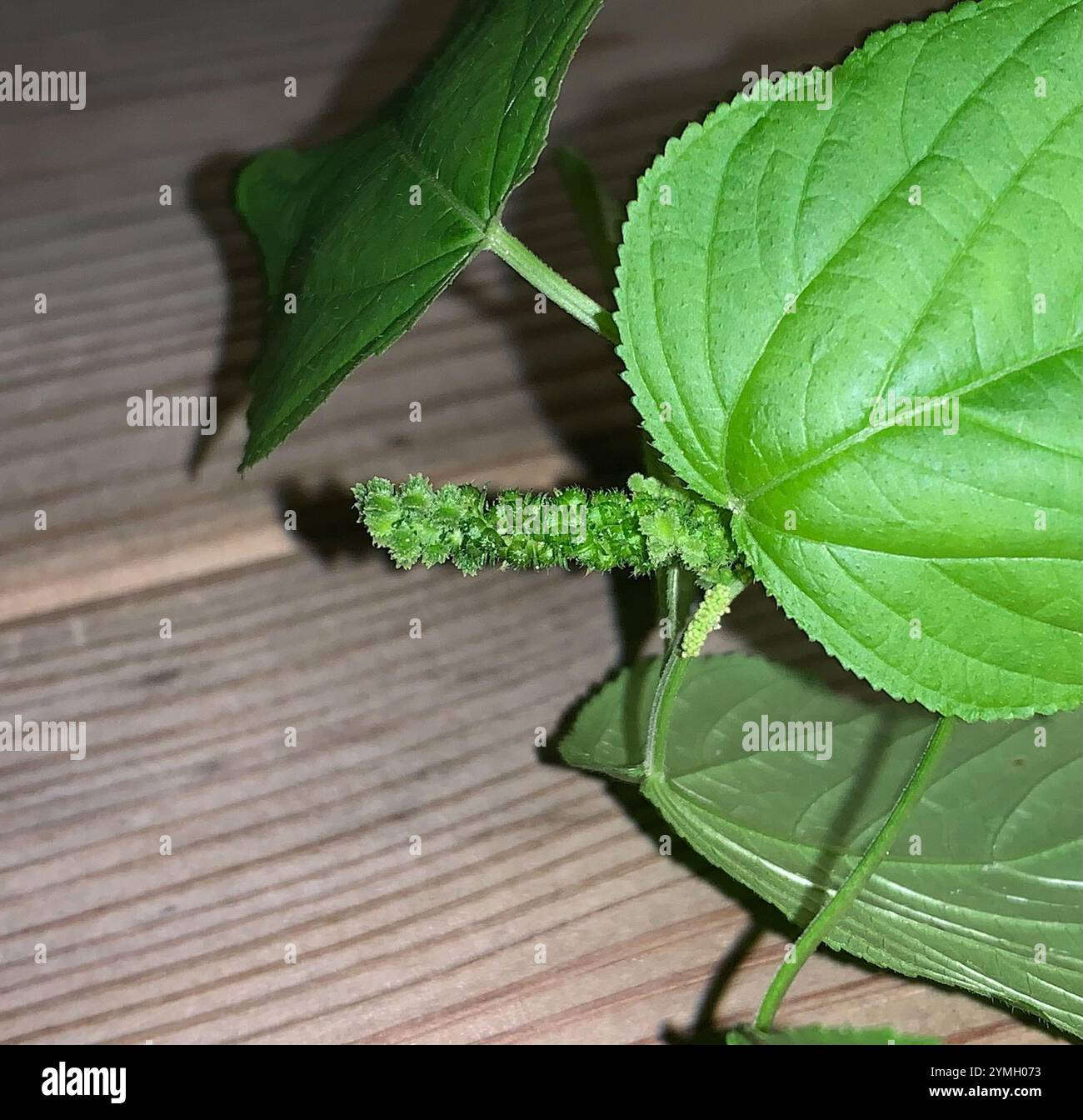 Cuban copperleaf (Acalypha setosa Stock Photo - Alamy