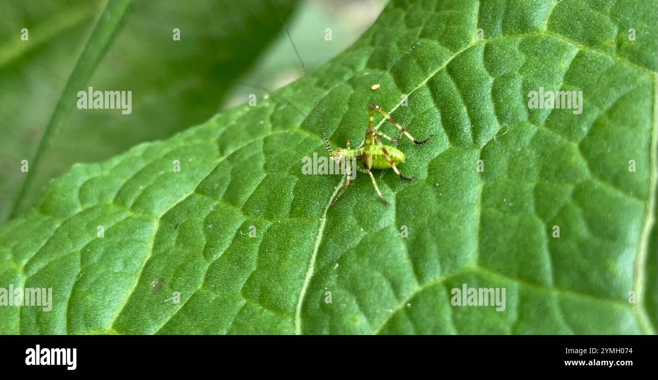 Australian Common Garden Katydid (Caedicia simplex Stock Photo - Alamy