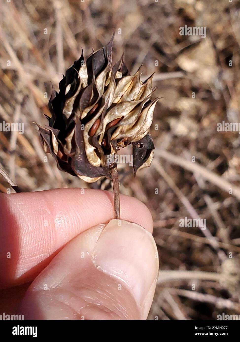 Illinois bundleflower (Desmanthus illinoensis Stock Photo - Alamy