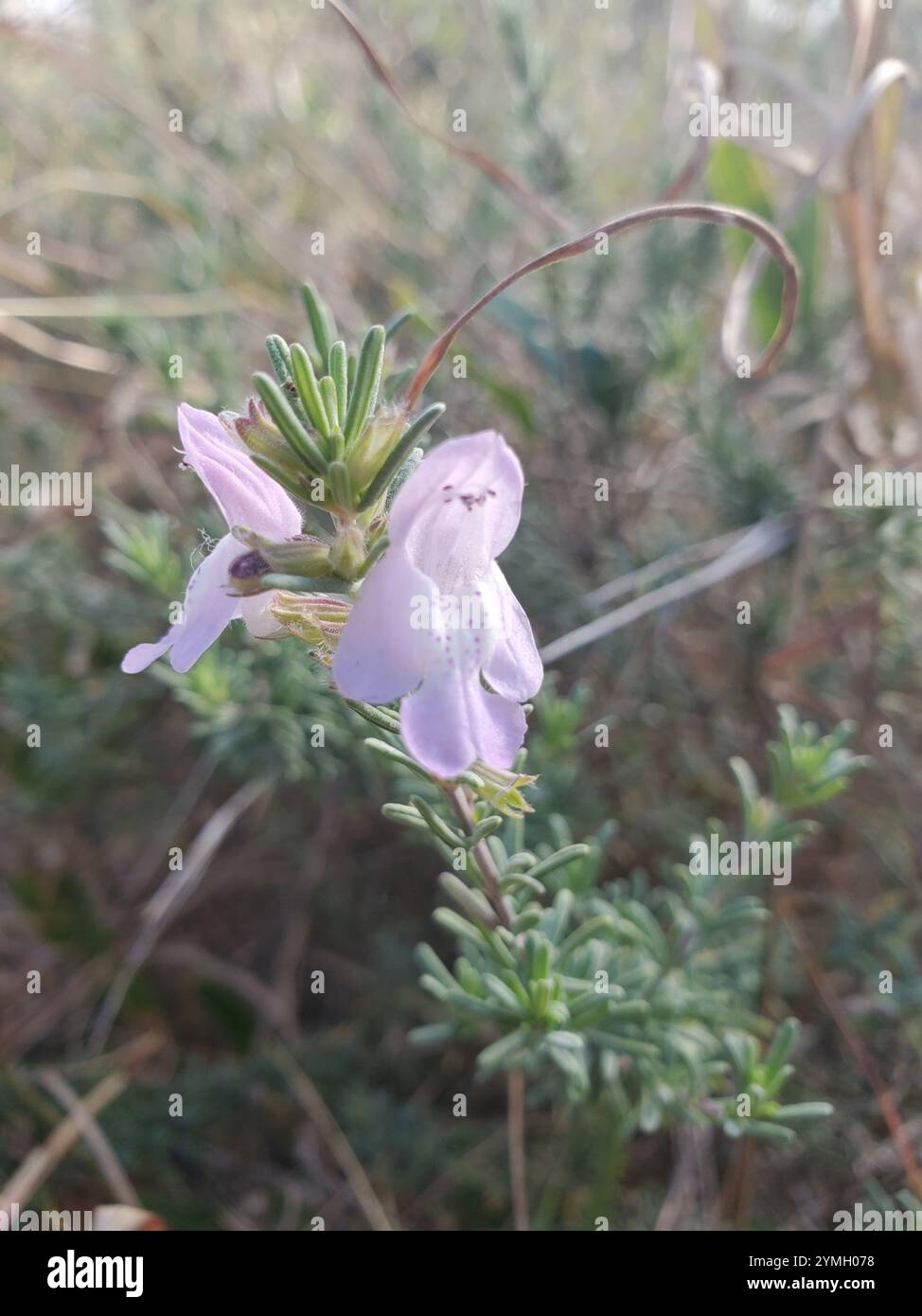 False rosemary hi-res stock photography and images - Alamy
