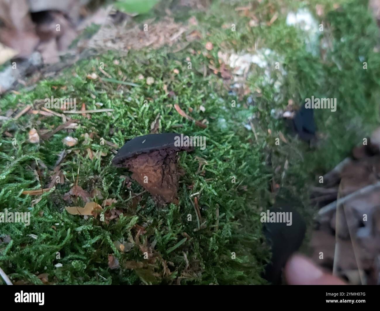 Poor Man's Licorice (Bulgaria inquinans Stock Photo - Alamy