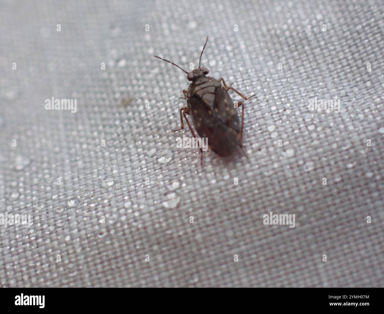 Shore bugs (Saldidae Stock Photo - Alamy