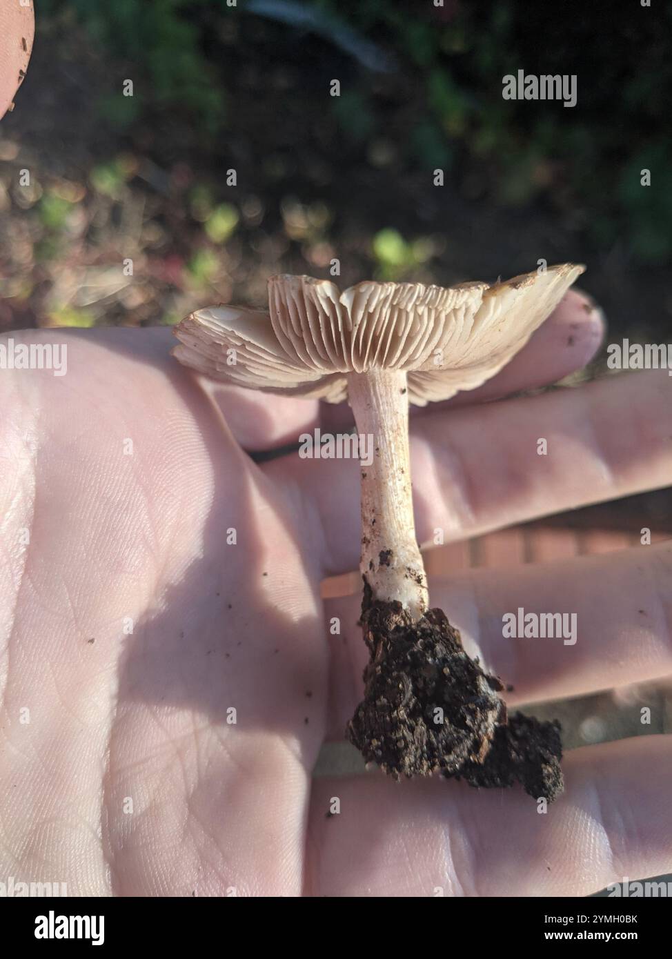 Fiber Caps (Inocybe Stock Photo - Alamy