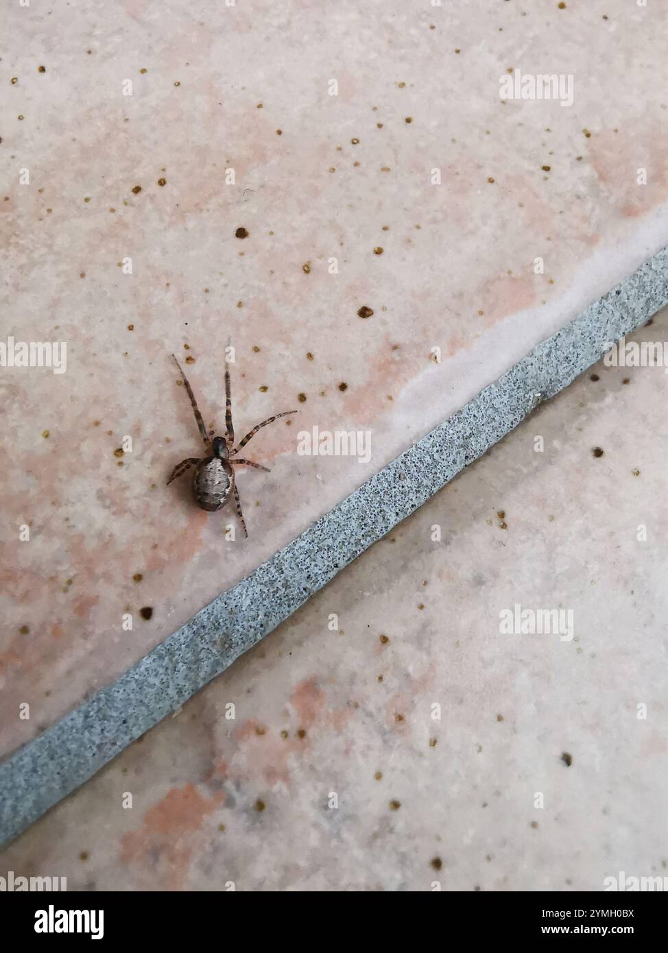 Silver-sided Sector Spider (Zygiella x-notata Stock Photo - Alamy