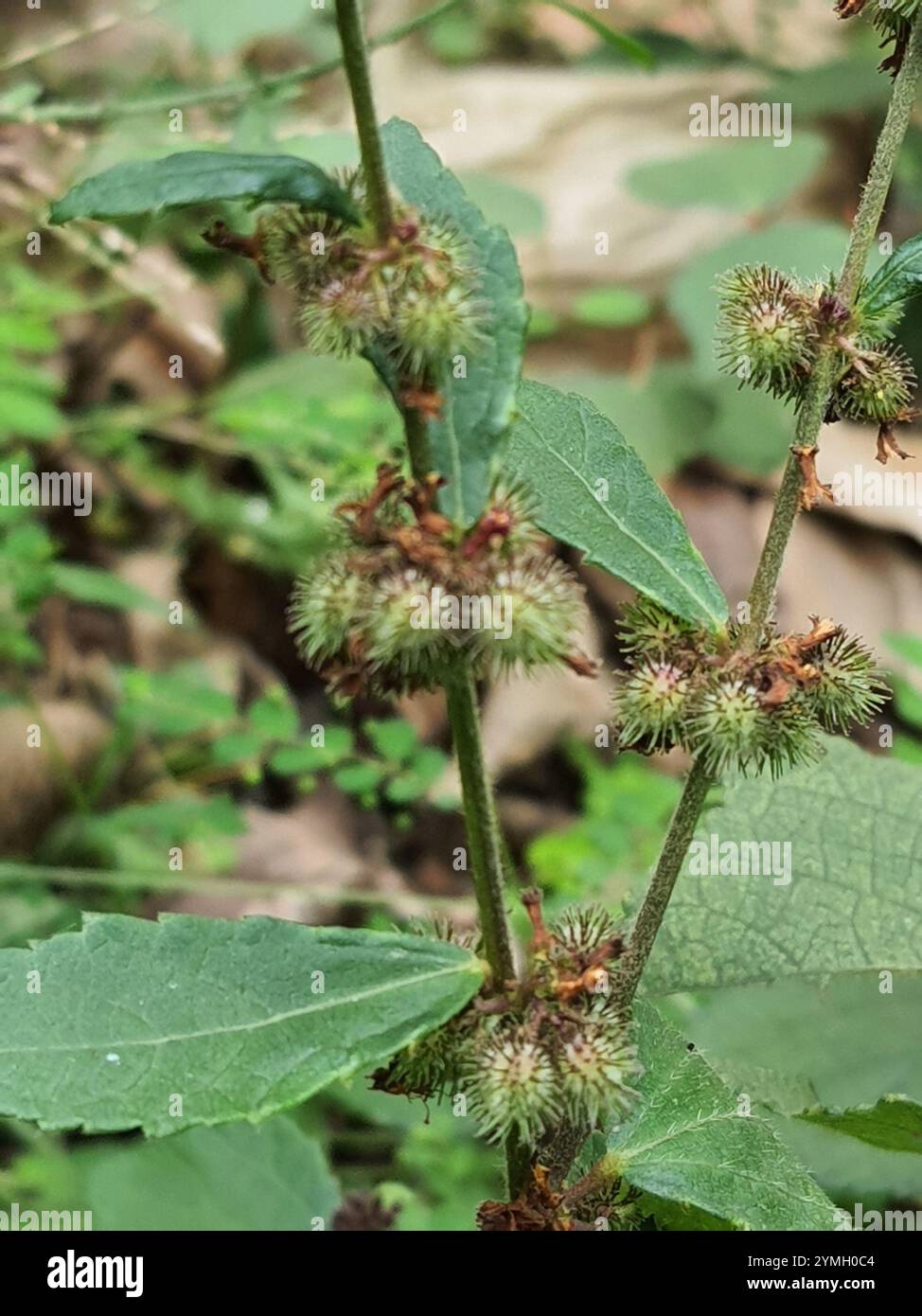 Chinese Bur (Triumfetta rhomboidea Stock Photo - Alamy