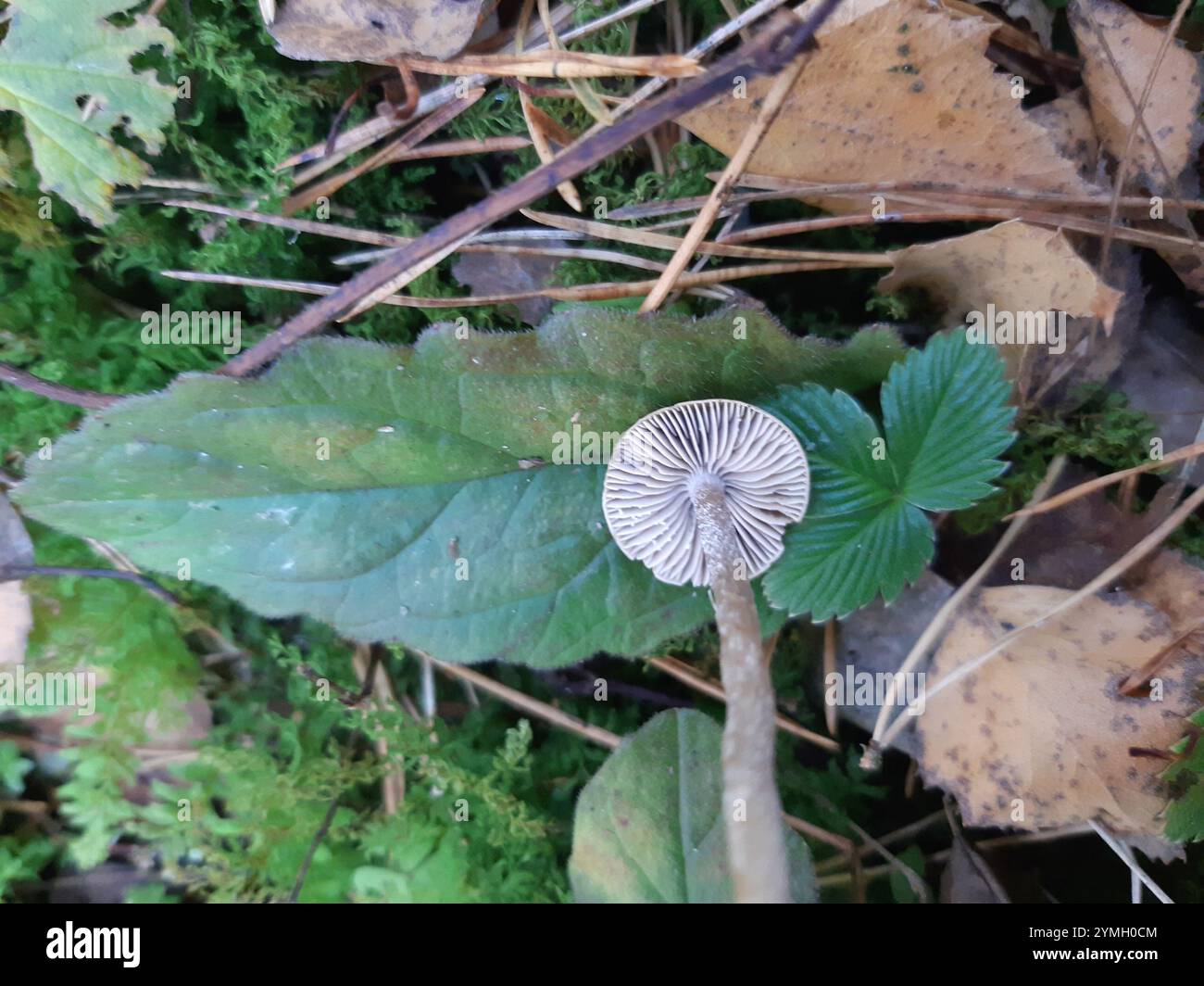 White Fibrecap (Inocybe geophylla Stock Photo - Alamy