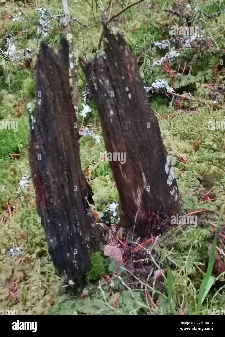 slime molds (Mycetozoa Stock Photo - Alamy