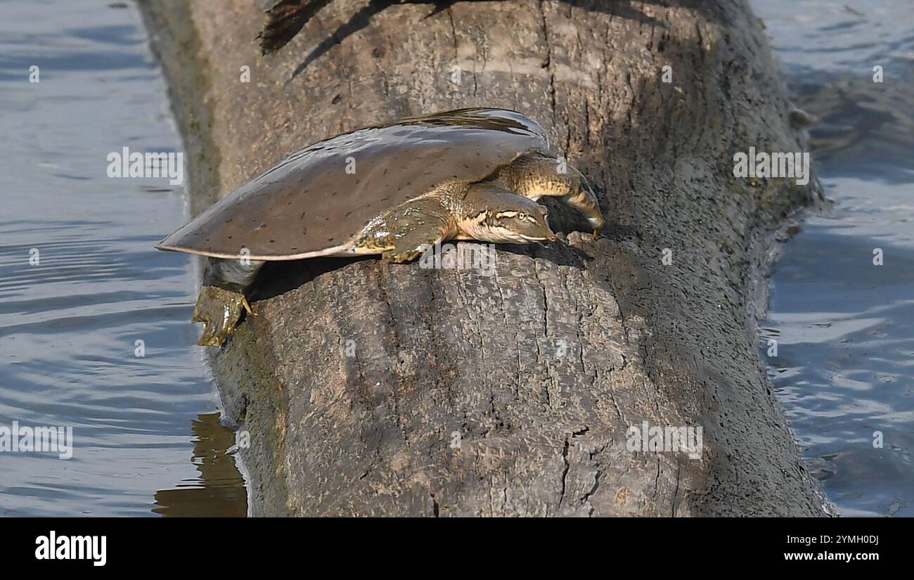 Midland Smooth Softshell Turtle (Apalone mutica mutica Stock Photo - Alamy