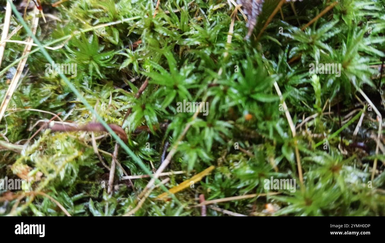 Catherine's moss (Atrichum undulatum Stock Photo - Alamy