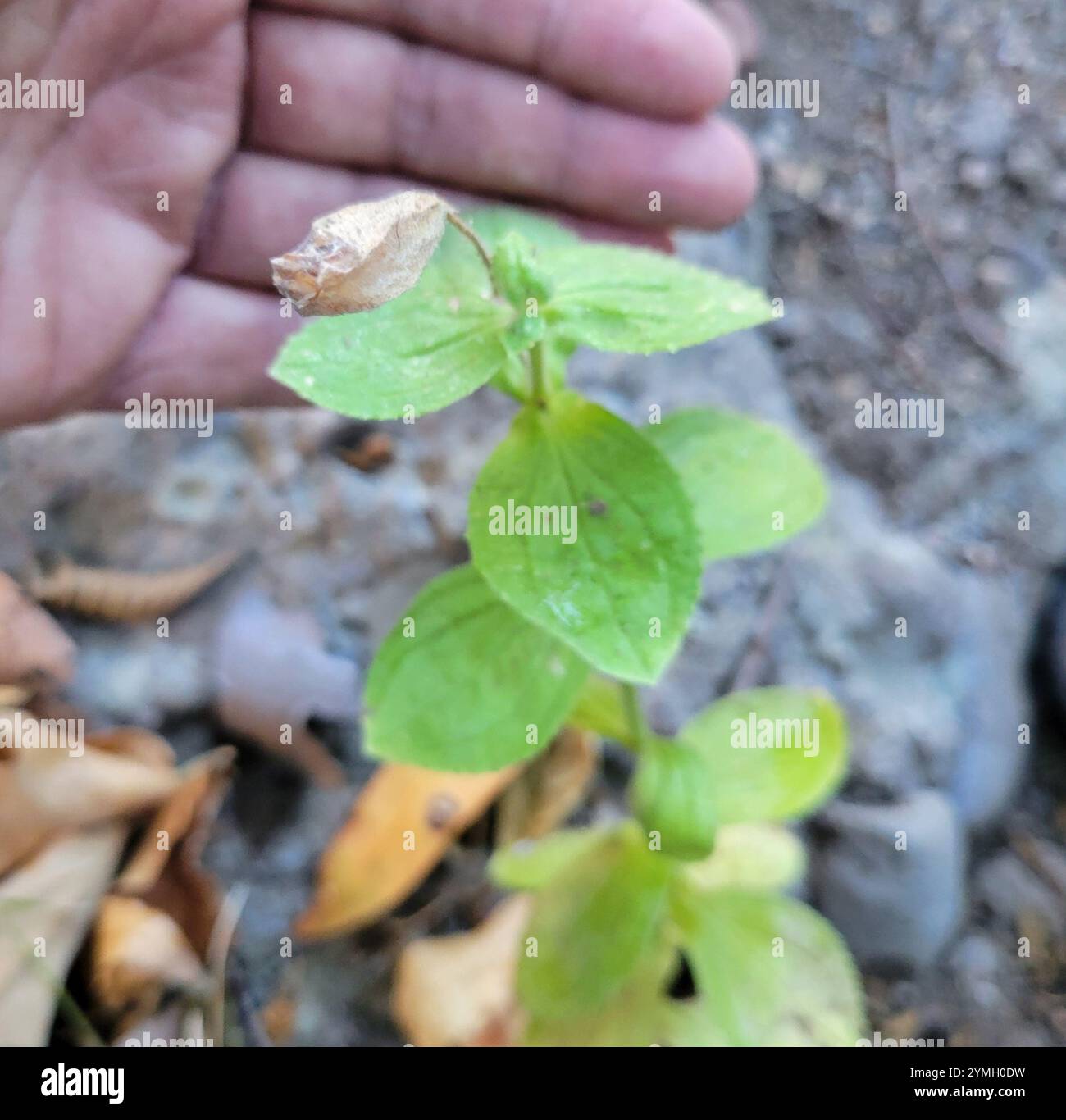scarlet monkeyflower (Erythranthe cardinalis Stock Photo - Alamy