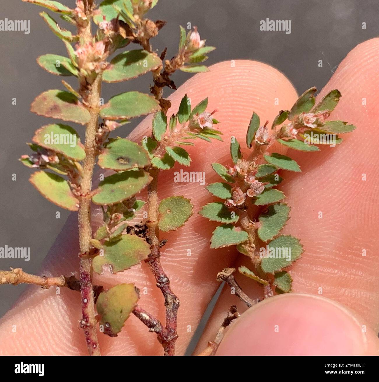 Red Caustic-creeper (Euphorbia thymifolia Stock Photo - Alamy