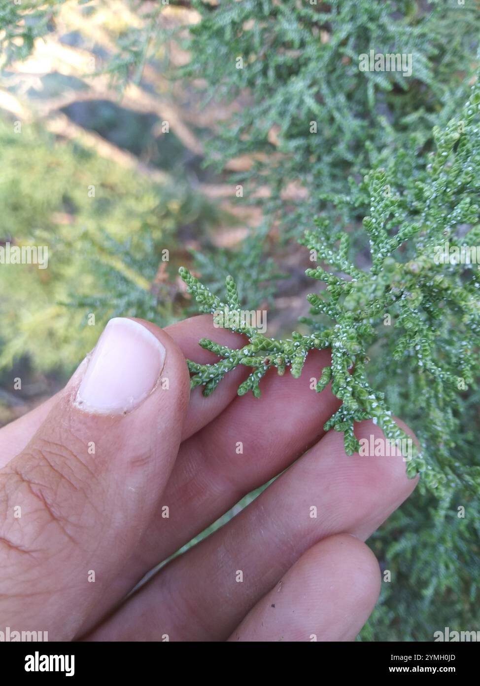 western juniper (Juniperus occidentalis Stock Photo - Alamy