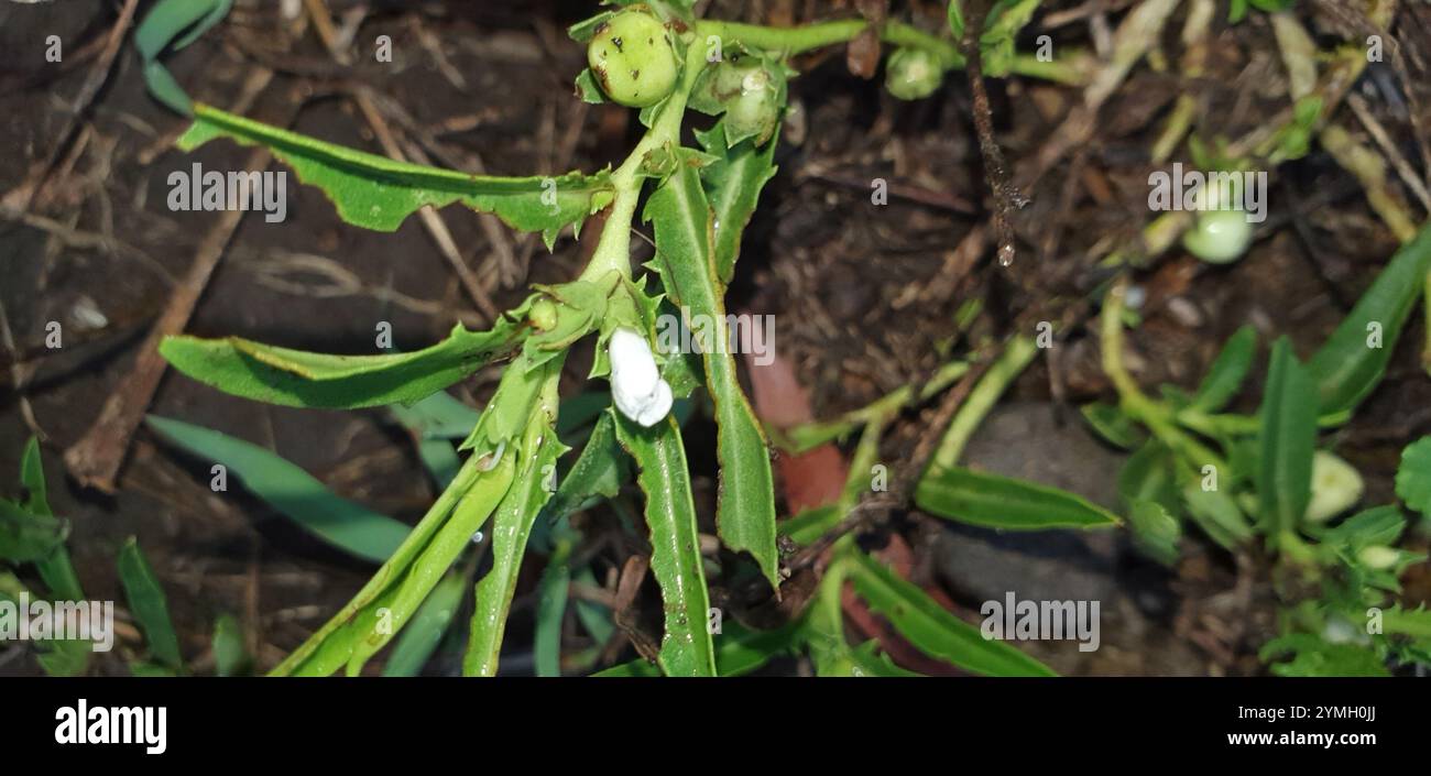 Winter Apple (Eremophila debilis Stock Photo - Alamy
