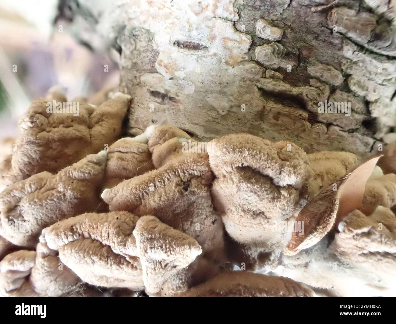 Hypocreaceae hi-res stock photography and images - Alamy