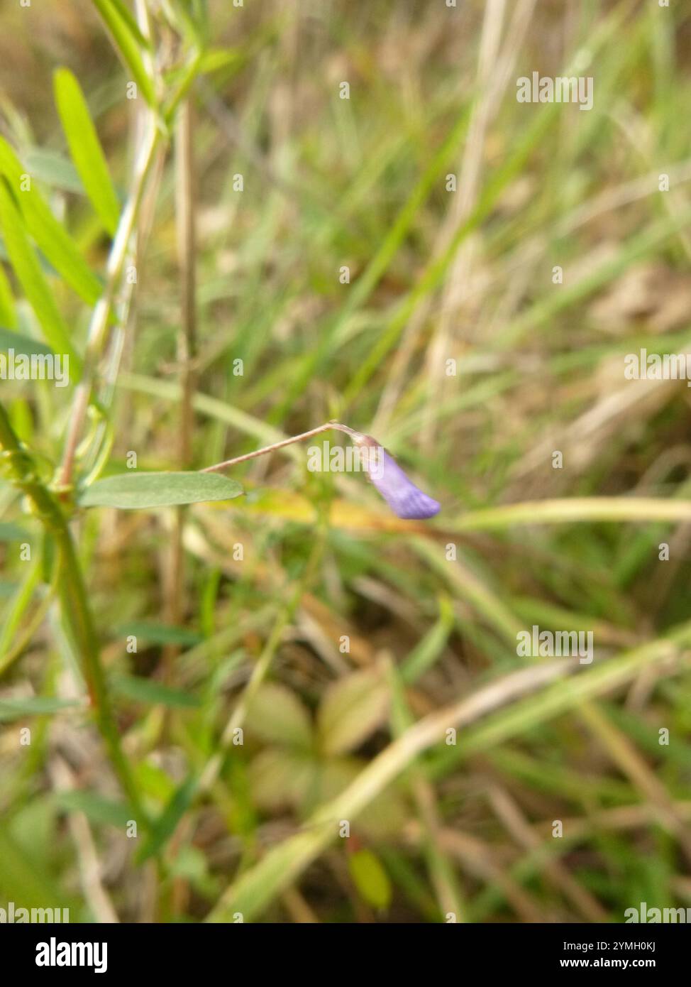 Smooth tare (Vicia tetrasperma Stock Photo - Alamy