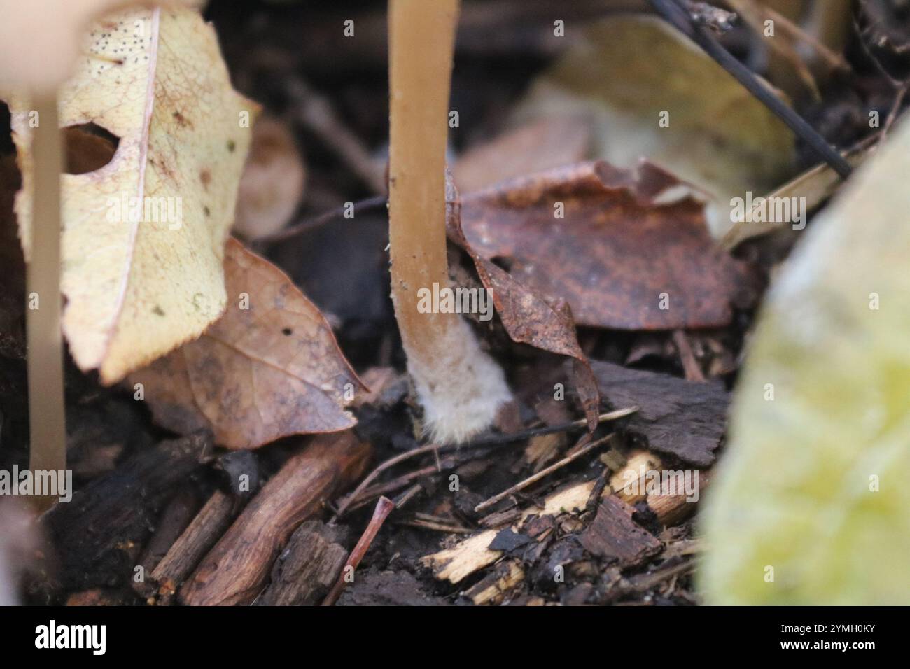 Brittlestems and Allies (Psathyrellaceae Stock Photo - Alamy