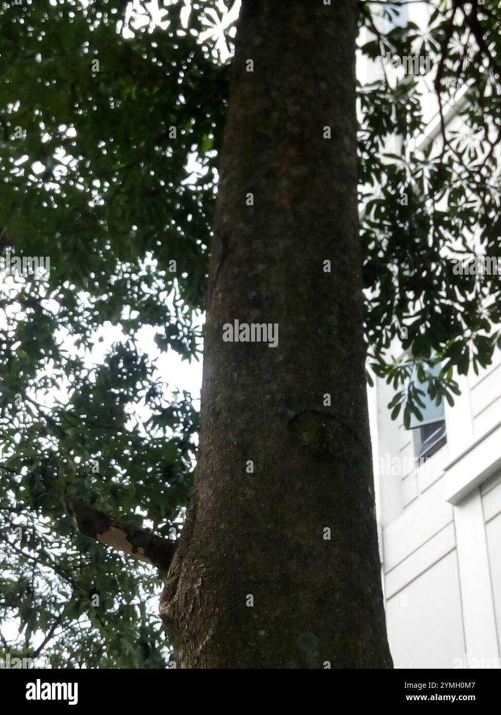 Sumatran Flying Dragon (Draco sumatranus Stock Photo - Alamy