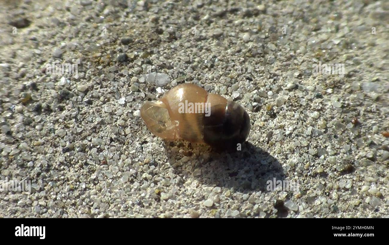 Decollate Snail (Rumina decollata Stock Photo - Alamy