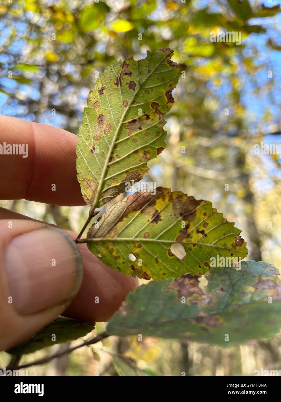 Cedar Elm (Ulmus crassifolia Stock Photo - Alamy