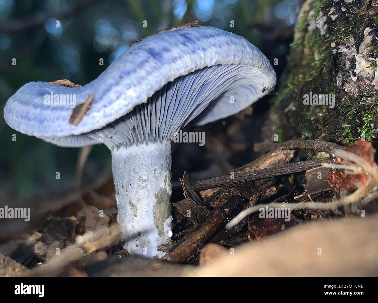 indigo milk cap (Lactarius indigo Stock Photo - Alamy
