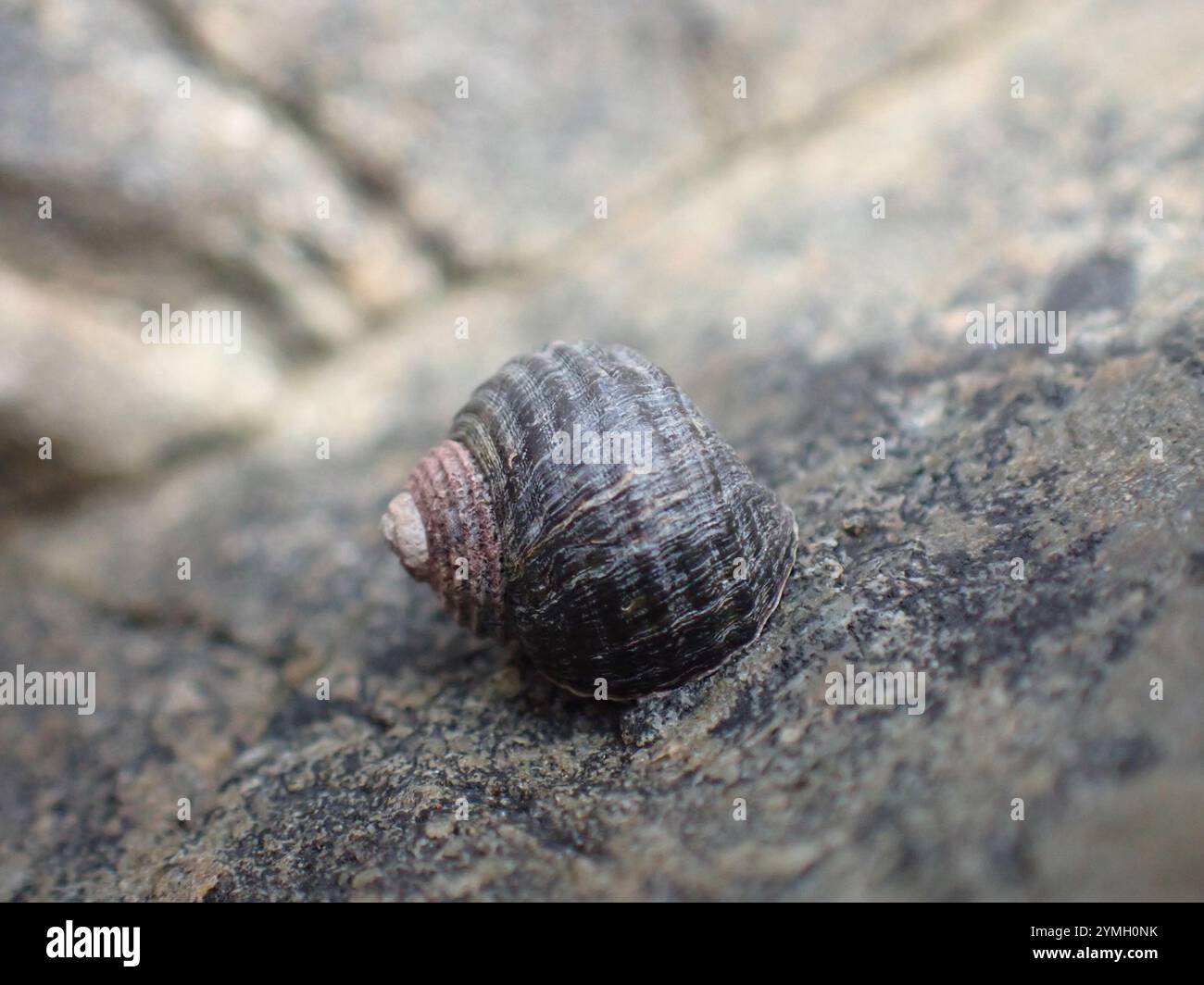 Sitka Periwinkle (Littorina sitkana Stock Photo - Alamy
