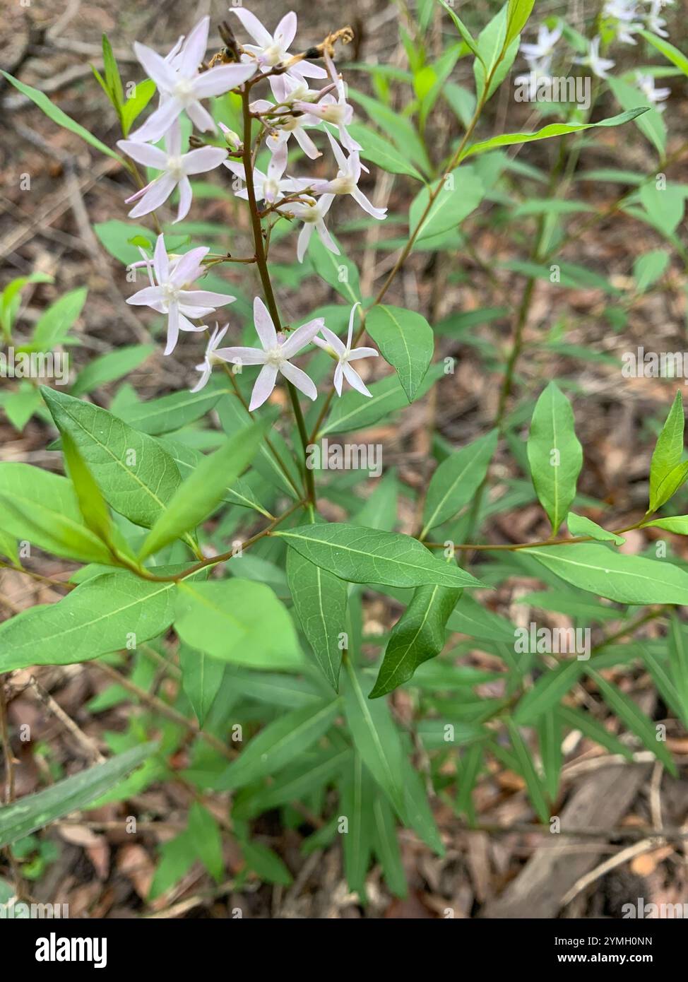 eastern bluestar (Amsonia tabernaemontana Stock Photo - Alamy