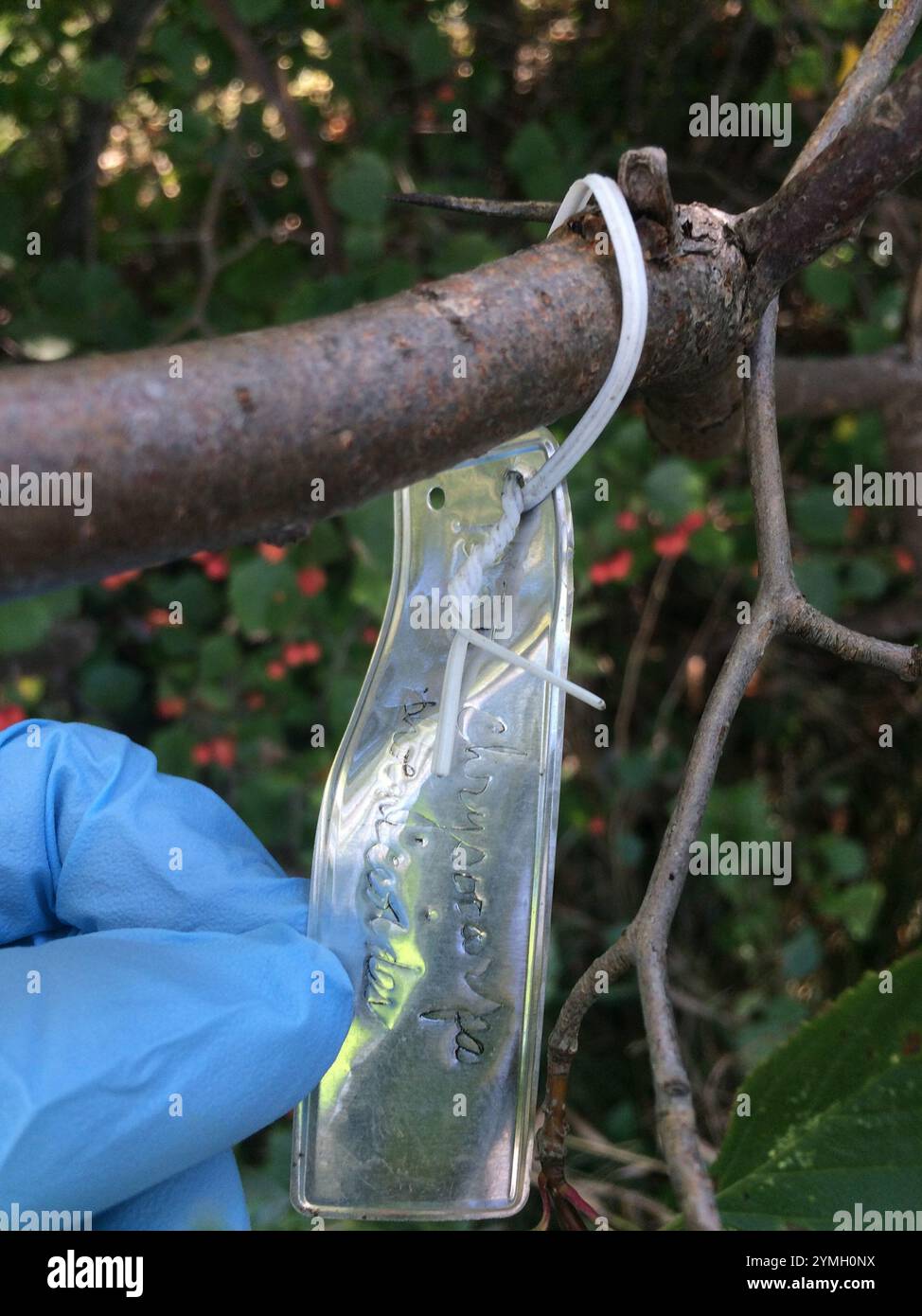 Glabrous-fruit Fireberry Hawthorn (Crataegus chrysocarpa phoeniceoides ...