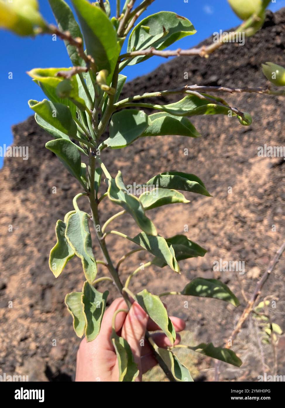 tree tobacco (Nicotiana glauca Stock Photo - Alamy