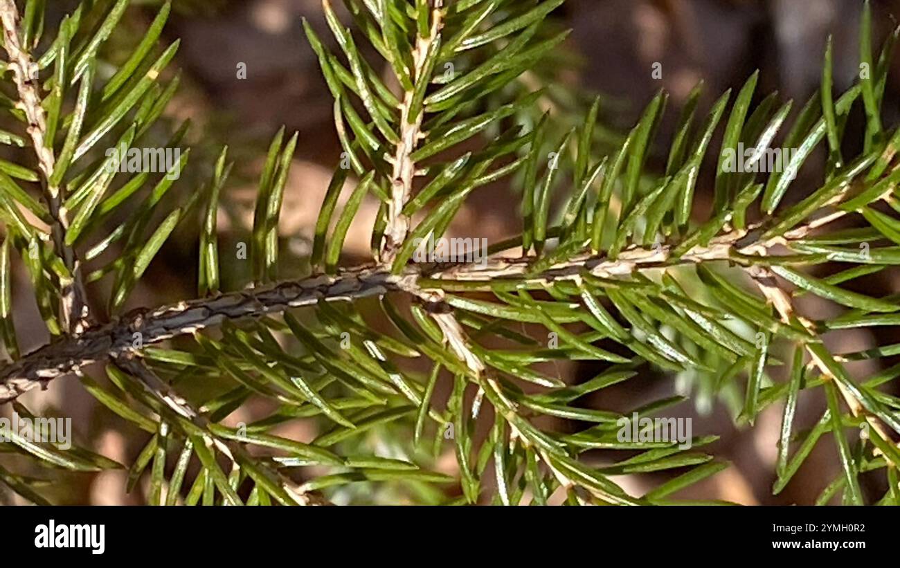 red spruce (Picea rubens Stock Photo - Alamy