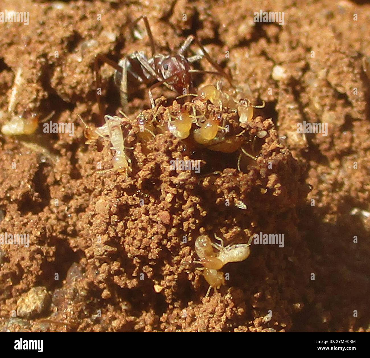 Large Pugnacious Ant (Anoplolepis custodiens Stock Photo - Alamy