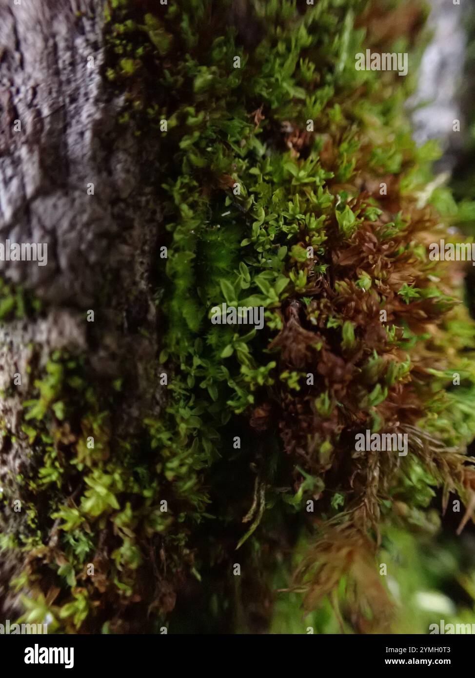 Water Screw-moss (Syntrichia latifolia Stock Photo - Alamy